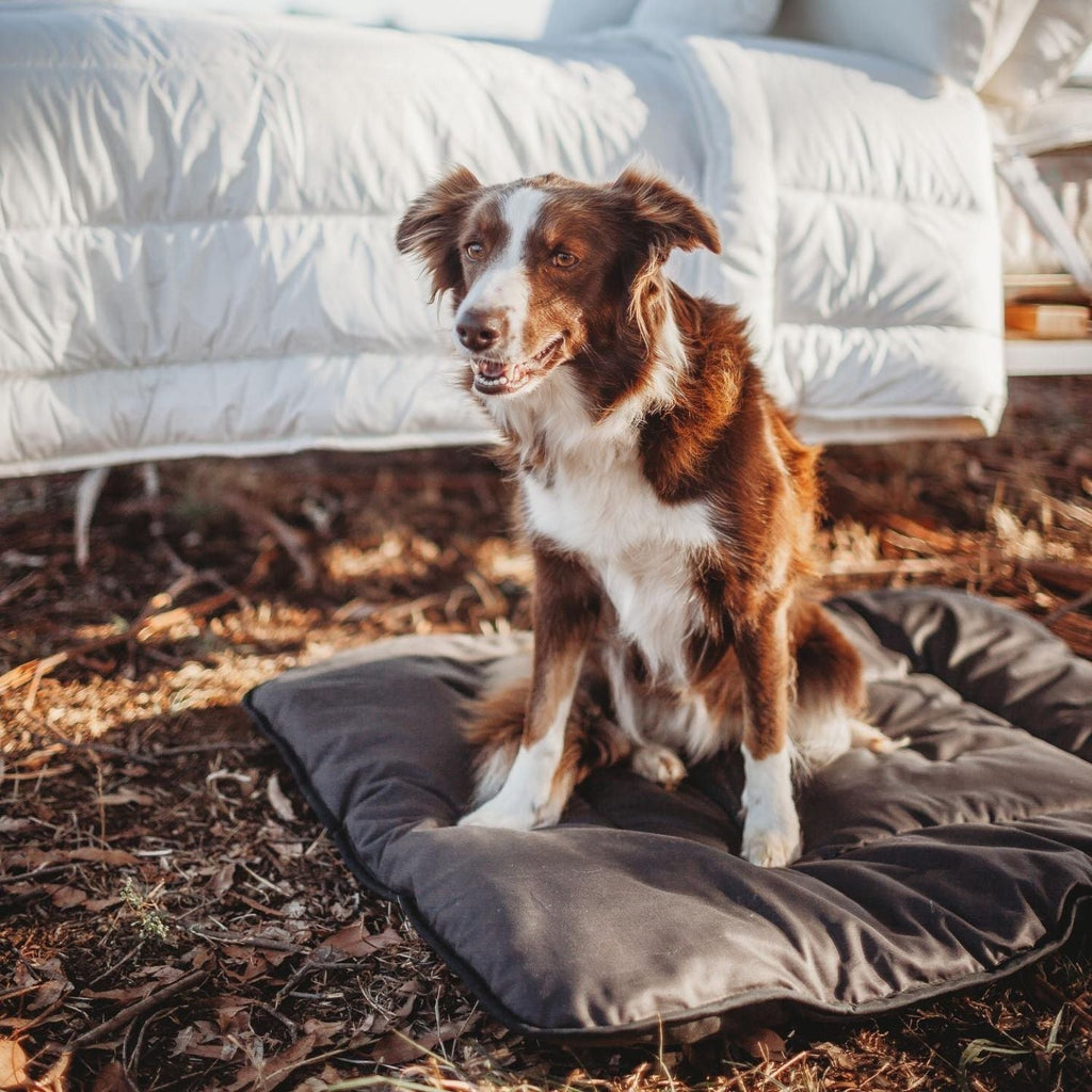 Buy Pure Australian Wool Pet Beds – The Stable Door